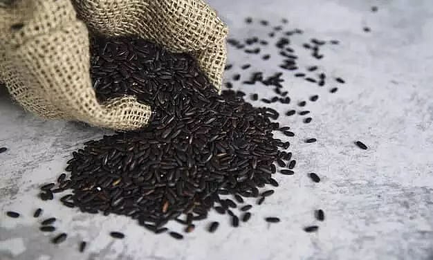 Assam: 15 high yielding black rice varieties created in Jorhat Research ...