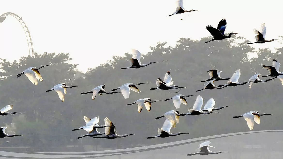 Bird Festival in Lakhimpur district