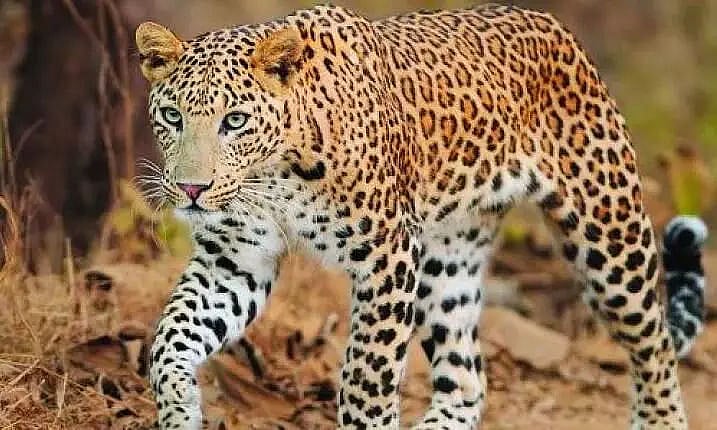 5 Arrested in Kerala for Killing Leopard and Consuming its Meat