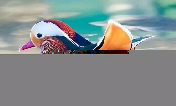 Rare Mandarin Duck Spotted in Wetland in Assam after 100 years