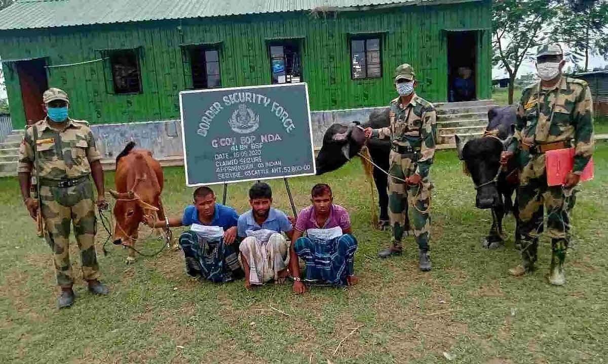 Guwahati Frontier of Border Security Force apprehends cattle smugglers ...