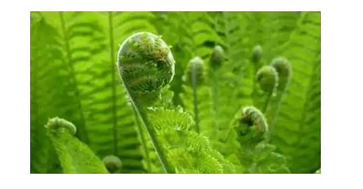 64 fern species & rare bird spotted during expedition to Tale Sanctuary ...