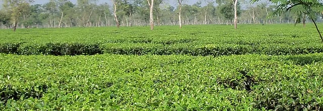 18 Tea Estates of Assam: Everything to Know About Assam Tea Gardens
