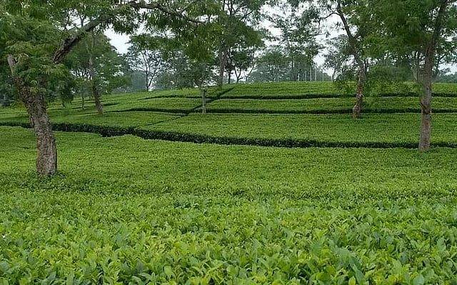 18 Tea Estates of Assam: Everything to Know About Assam Tea Gardens