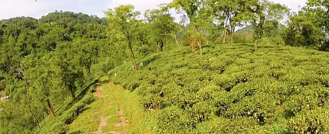 18 Tea Estates of Assam: Everything to Know About Assam Tea Gardens
