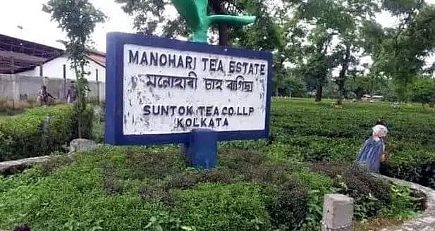 18 Tea Estates of Assam: Everything to Know About Assam Tea Gardens