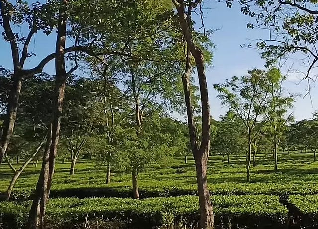 18 Tea Estates of Assam: Everything to Know About Assam Tea Gardens