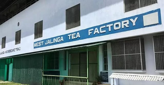 18 Tea Estates of Assam: Everything to Know About Assam Tea Gardens