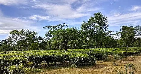 18 Tea Estates of Assam: Everything to Know About Assam Tea Gardens