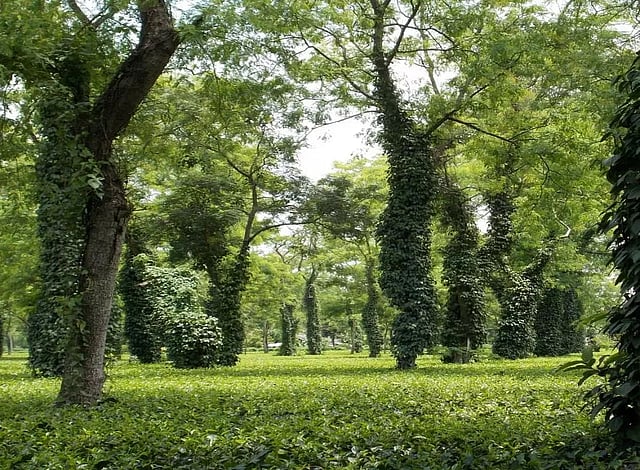 18 Tea Estates of Assam: Everything to Know About Assam Tea Gardens