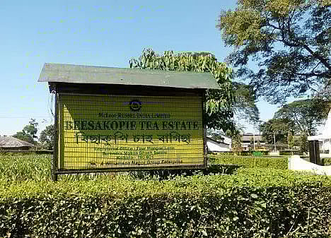 18 Tea Estates of Assam: Everything to Know About Assam Tea Gardens