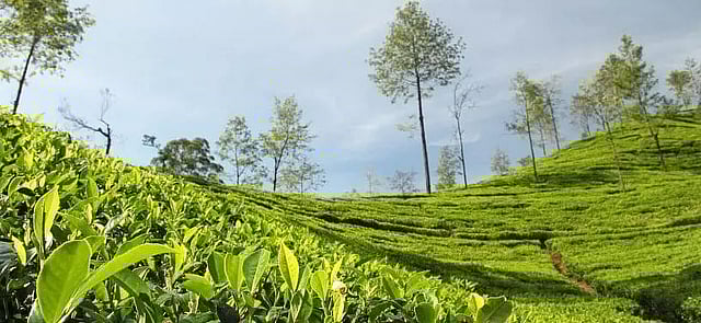 18 Tea Estates of Assam: Everything to Know About Assam Tea Gardens