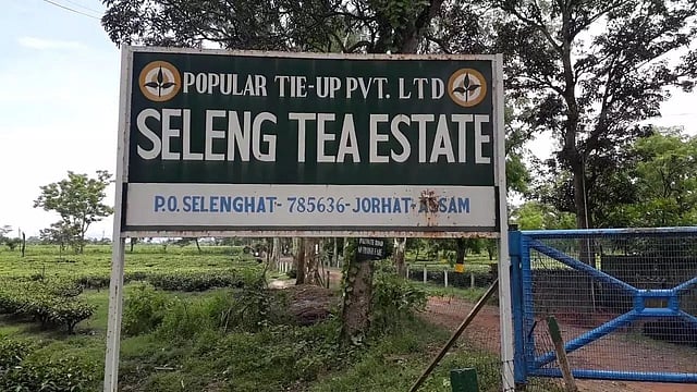 18 Tea Estates of Assam: Everything to Know About Assam Tea Gardens