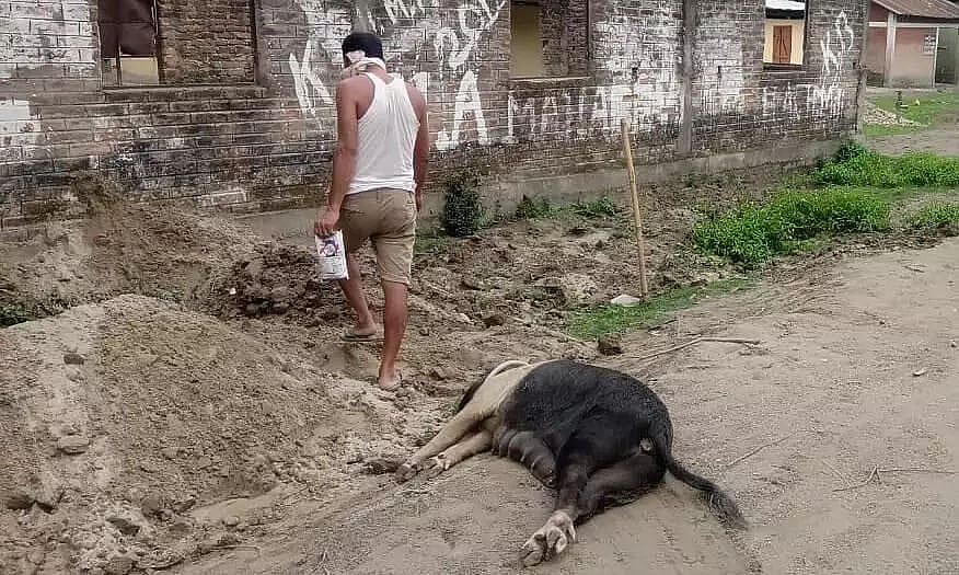 Pigs dying at alarming rate due to African Swine Fever in Lakhimpur