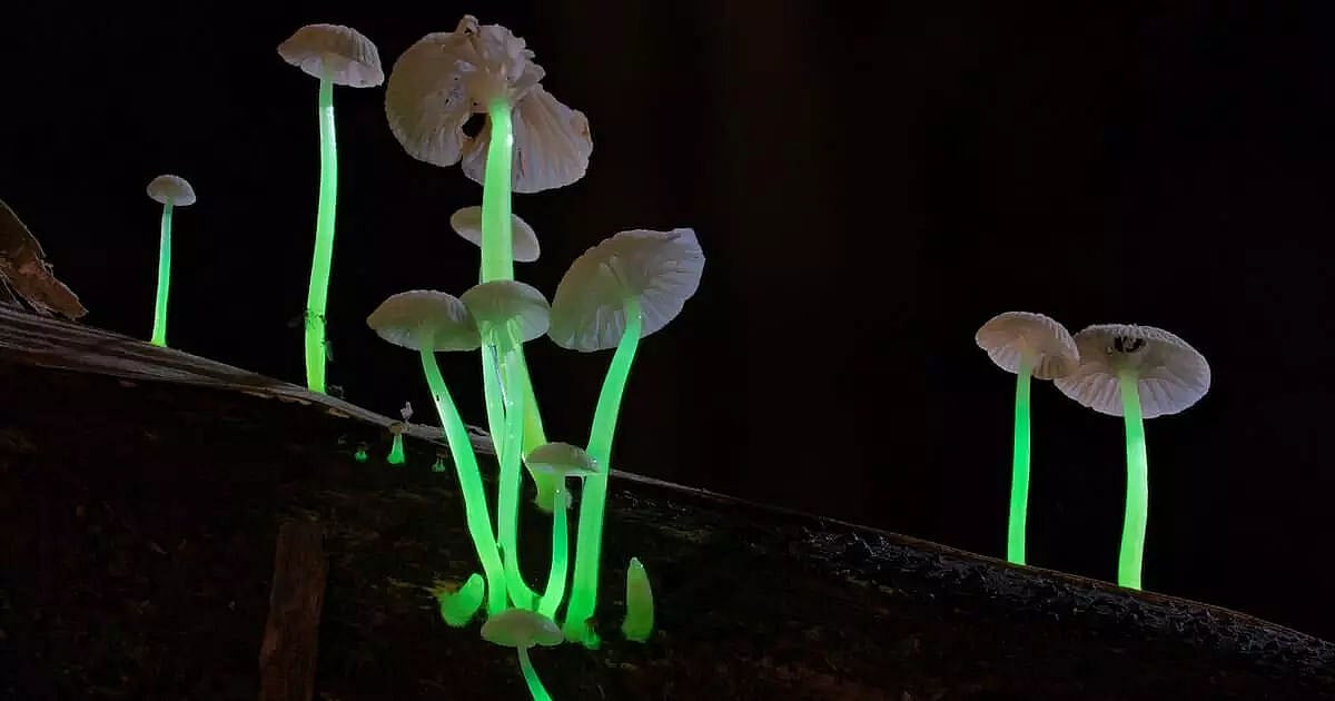 Rare & exotic mushroom species emitting light discovered in Meghalaya ...