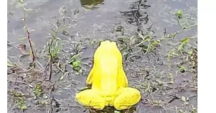Yellow frogs sighted, create sensation in Barak Valley