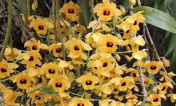 Man from Assam's Charaideo Plants Over 10,000 Flowering Trees, Wins ...