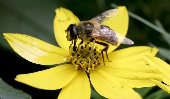 Bee engaged – Build Back Better for Bees