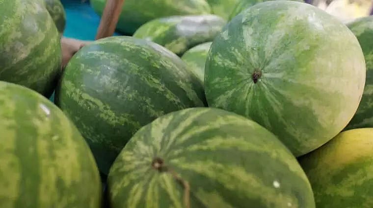 Watermelon Agriculture: Watermelon Cultivators in Distress, MLA Charan ...