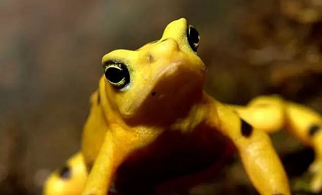 Wildlife Biologist Dr. Firoz Ahmed Rules-out Presence of Poisonous Frog ...