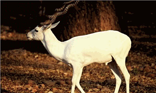 Rare White Hog Deer Photos Captured by Wildlife Photographer in Kaziranga