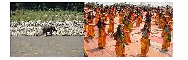 Manas National Park (Royal Tiger Reserve) - Wildlife Sanctuary, Places ...