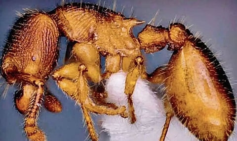 Two New Rare Ant Species Found in Mizoram