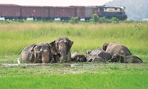 Nine Elephant Corridors to be Established in Assam's Kaziranga National ...