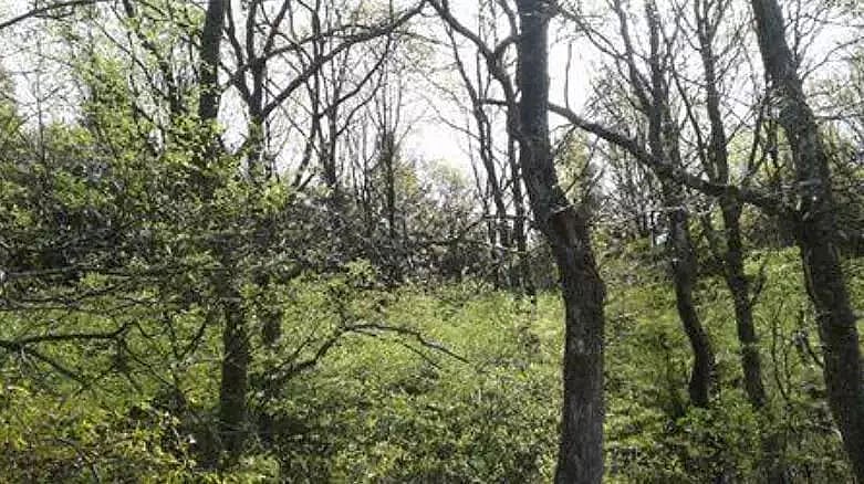 Massive deforestation going on in Singra Forest Reserve at Boko