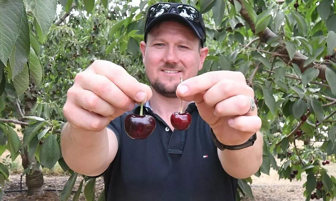 Two Farmers from Italy Grows World's Largest and Heaviest Cherry