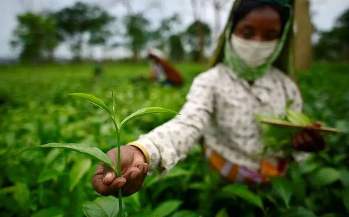 Why are tea gardens not implementing ration card system?