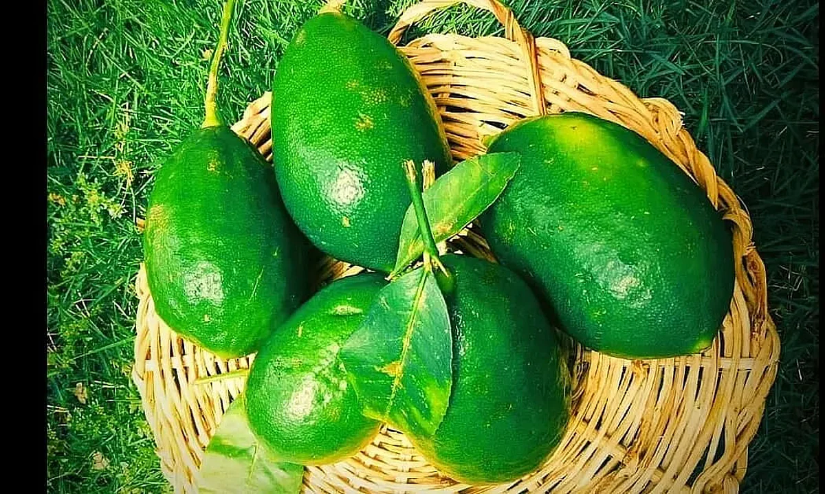 After Assams Kazi Lemu Tripuras Famous Gandharaj Lemon Flies To Germany Via Guwahati