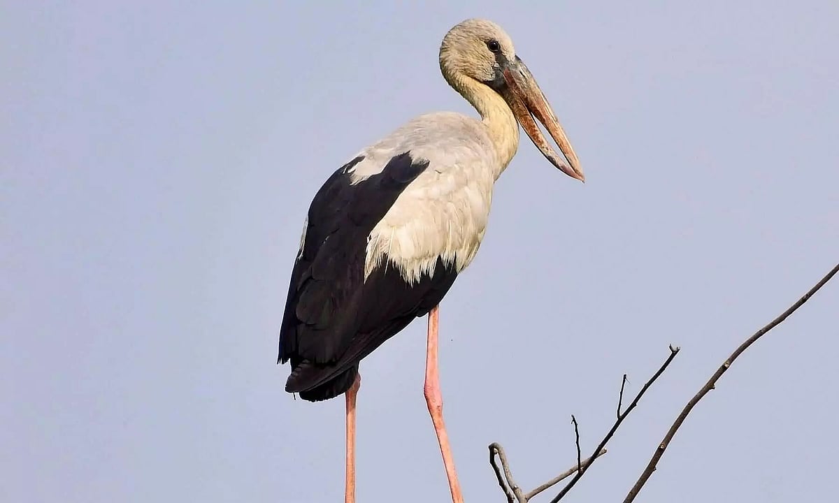Village in Assam's Sivasagar District Shelters Rare Migratory Bird ...