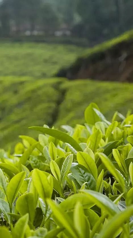 INTERESTING FACTS ABOUT AMAZING ASSAM