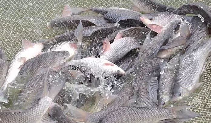 Assam making good strides in breeding of native, exotic ornamental fish