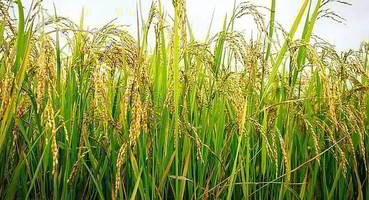 Hundreds of birds die after consuming poisoned crops in Barpeta district