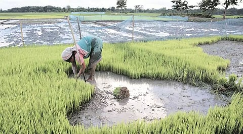 MPs' model village scheme bogged down in Assam