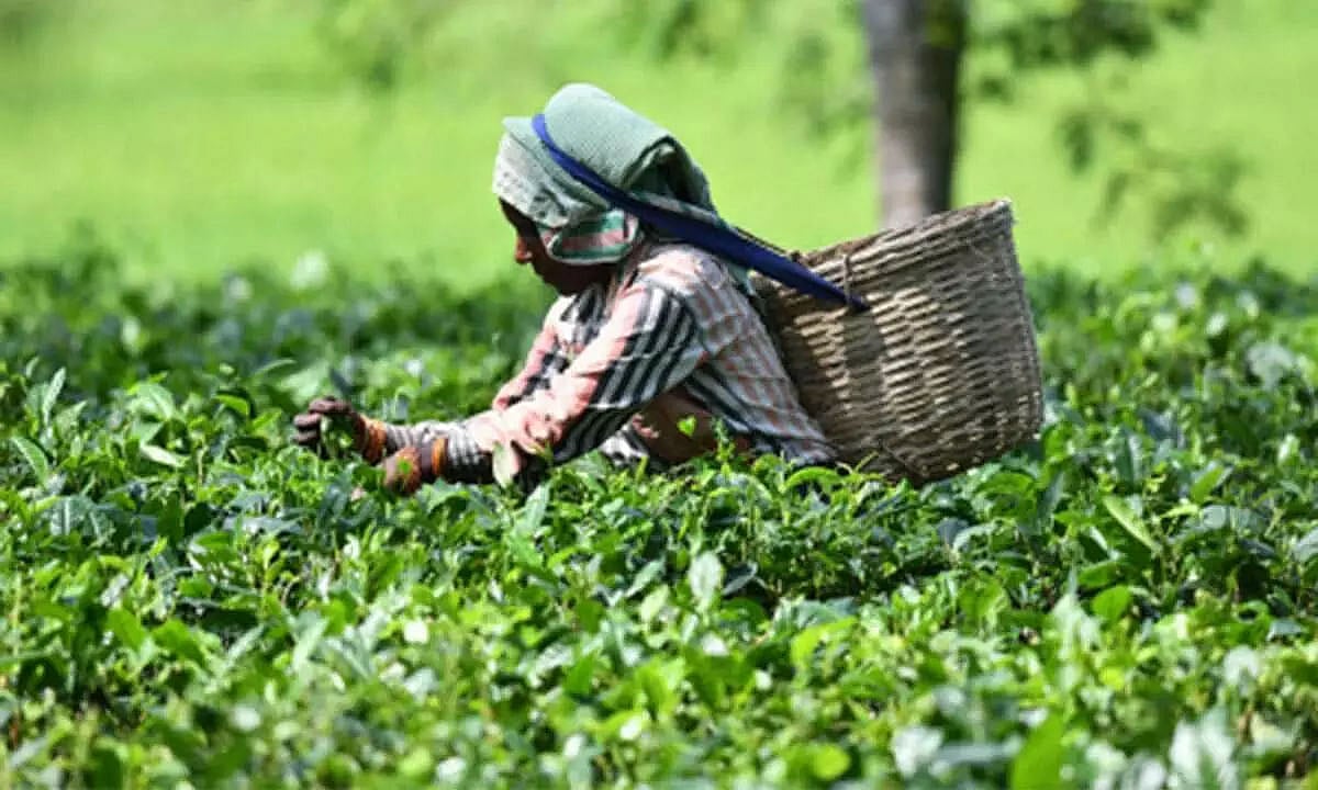 ATTSA Rescues 6 Minor Girl Working as Leaf Pluckers from Tea Garden at ...