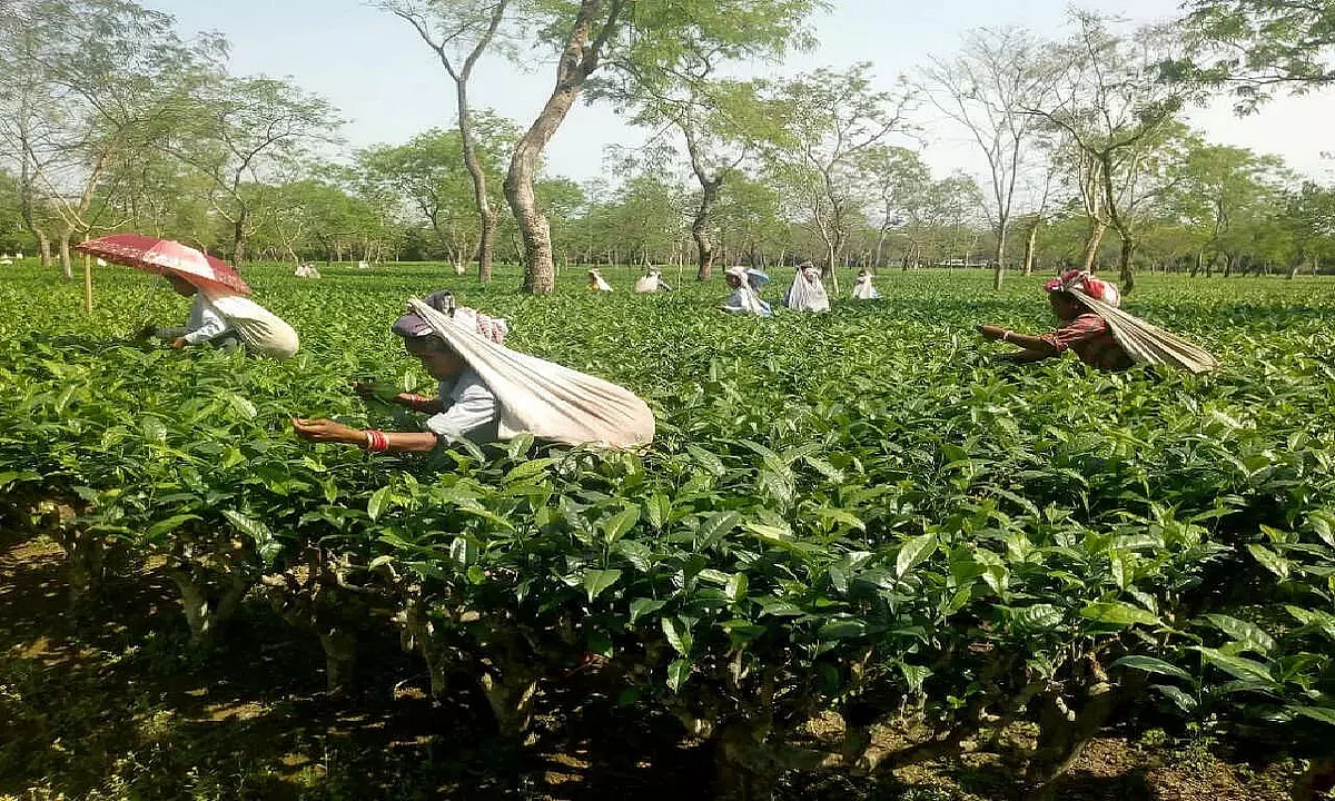 Tea garden owners asked to announce Durga Puja bonus soon, Dibrugarh Tea garden owners asked to announce Durga Puja bonus soon, Dibrugarh