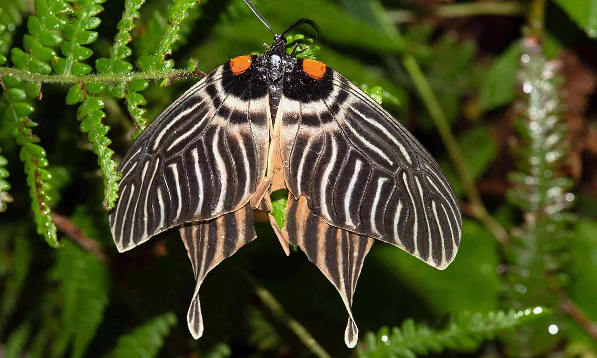 India's Moth Fauna Gets 17 New Species From Arunachal Pradesh