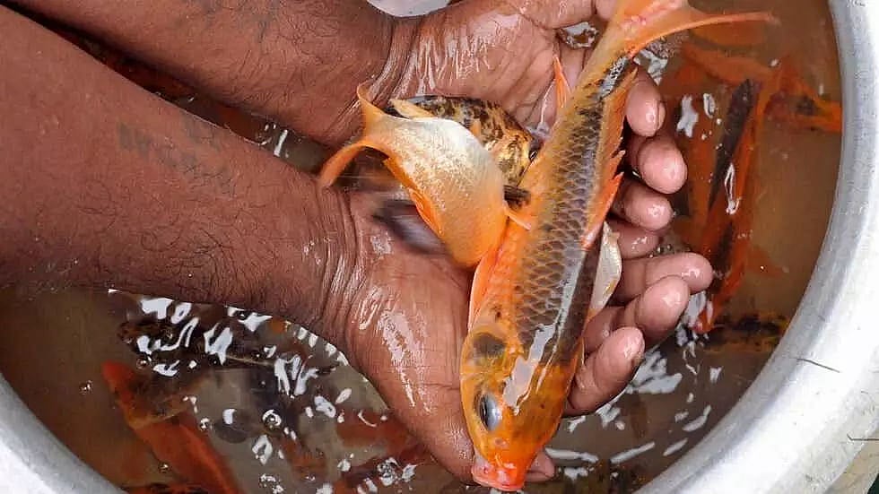 Copper Mahseer is Sikkim's state fish