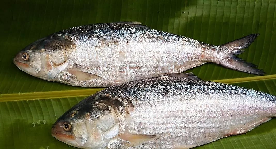 Bangladesh Lifts Ban After 10 Years, 2000 Kg Of 'Hilsha' Fish Enters ...