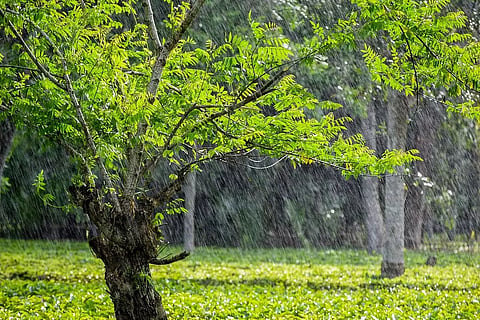 Weather And Temperature In Assam, Today And Next 10 Days