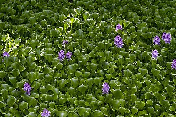 WATER HYACINTH: PROSPECTS OF A THRIVING RURAL ECONOMY IN THE CONTEXT OF ...