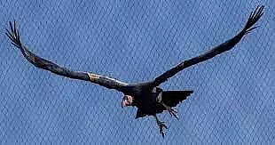 Reproduction without mating? Largest land birds surprise scientists