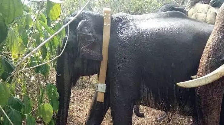 Radio collar use to track elephant movement in Sonitpur district