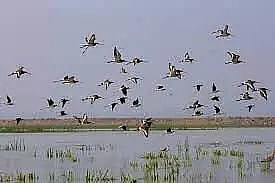 Migratory birds in wetlands of Assam
