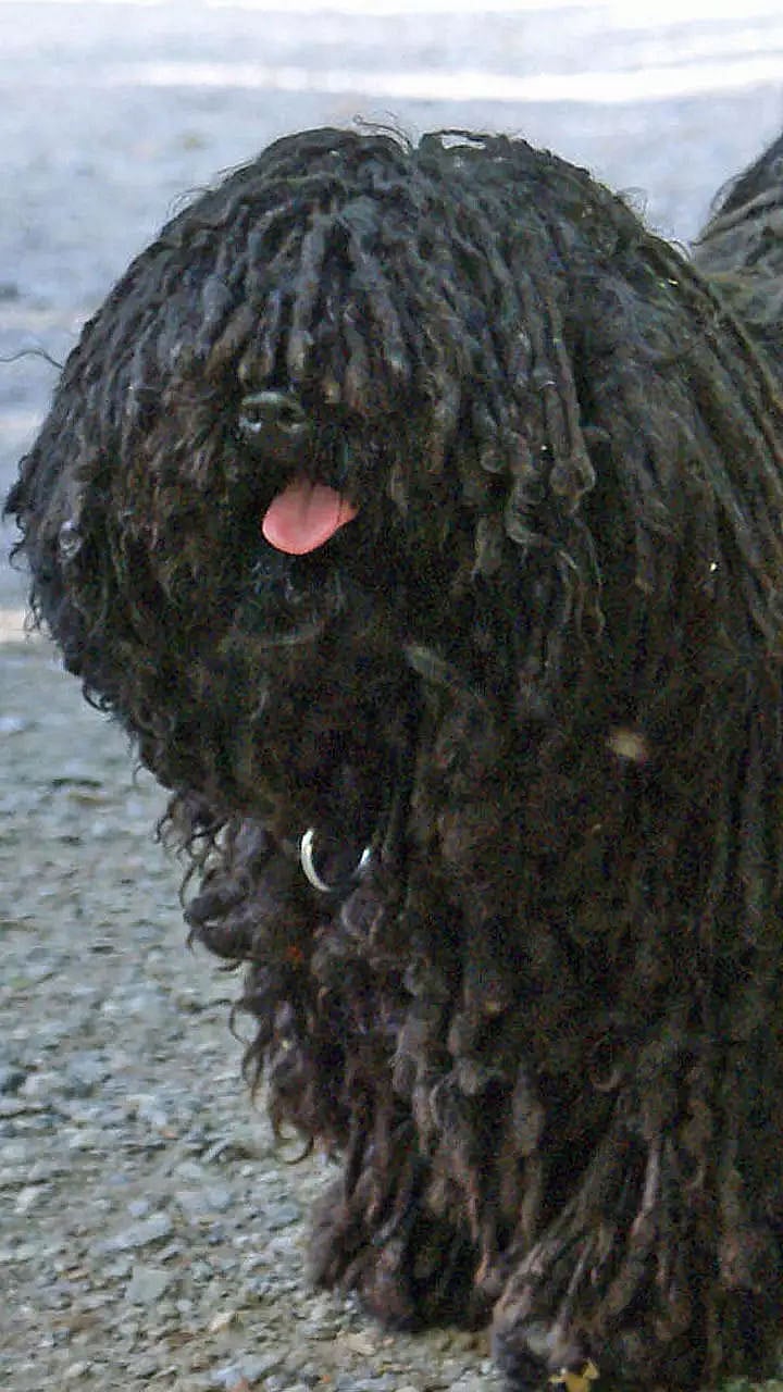 The Weirdest Dog Breeds