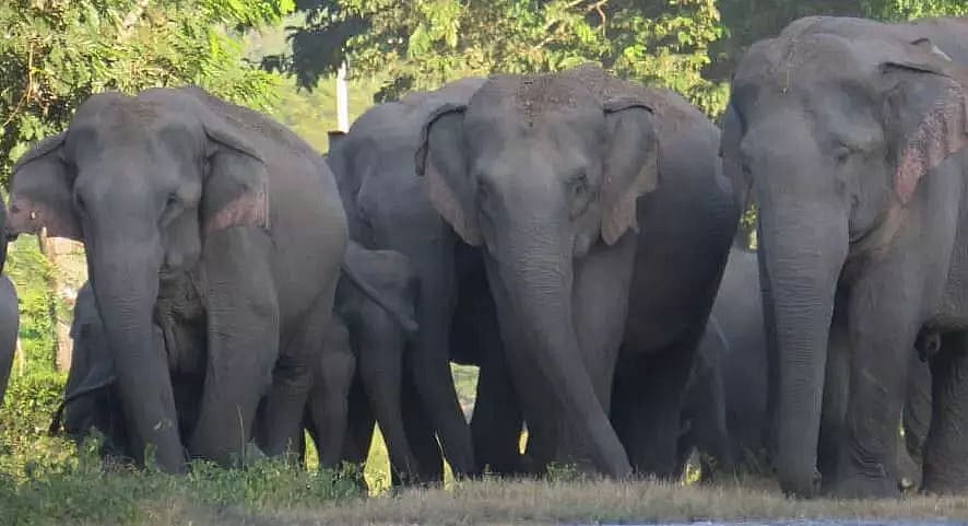 Wild elephants destroy houses in Baksa district
