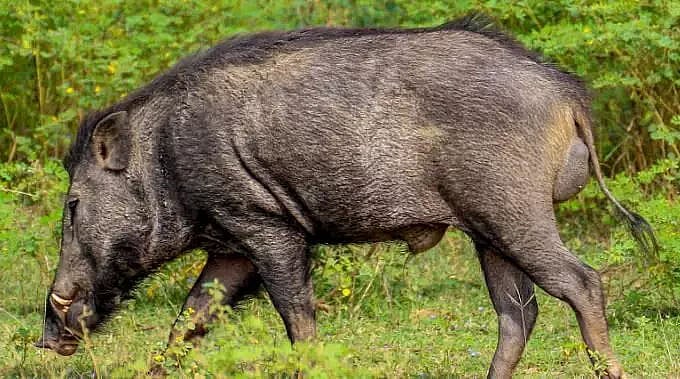 Three injured in wild boar attack at Jamuhandal village in Hojai district